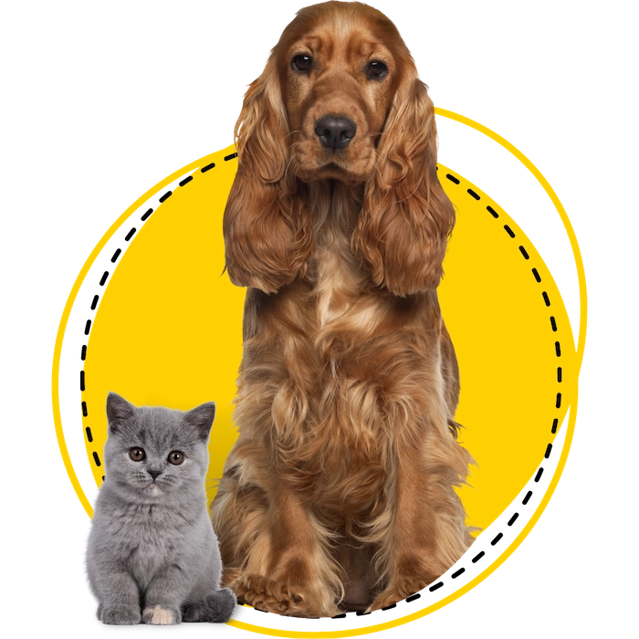 Pat'tâte - Naturopathie Animalière à Bordeaux Métropole | Massage Canin ...